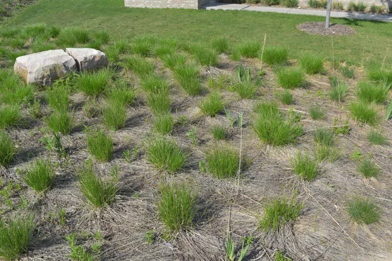 Fox Sedge (Carex vulpinoidea) 3-pack of pots — Blazing Star Gardens