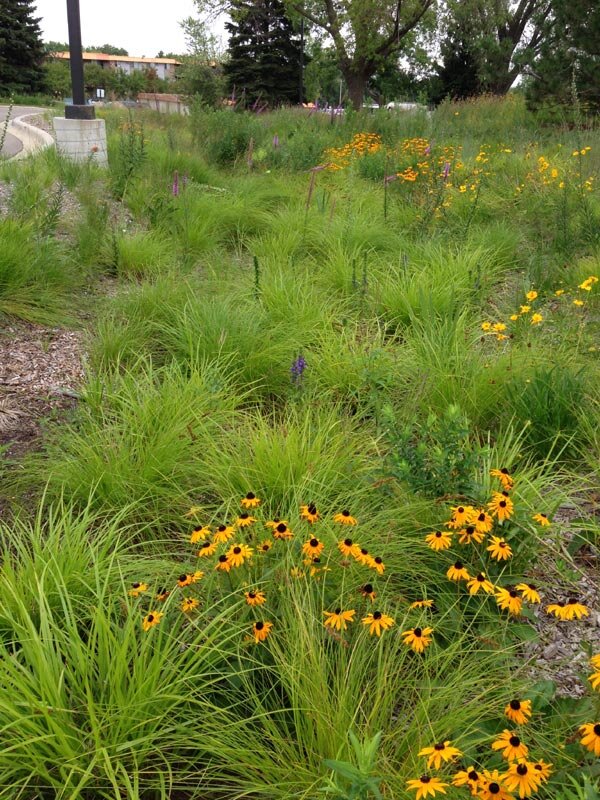 Fox Sedge (Carex vulpinoidea) 3-pack of pots — Blazing Star Gardens