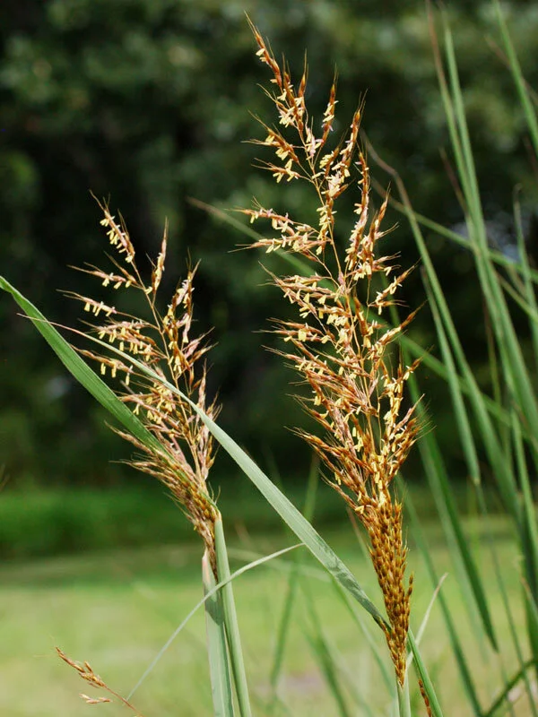 Sorghastrum nutans bulk wholesale seeds for planting Indiangrass yellow ...