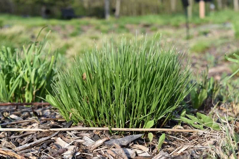 Prairie Dropseed (Sporobolus heterolepis) 3-pack of pots — Blazing Star ...