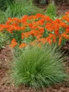 Prairie/Wood Lily (Lilium philadelphicum) 3-pack of pots — Blazing Star ...