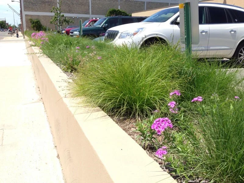 Ivory Sedge (Carex eburnea) 3-pack of pots — Blazing Star Gardens