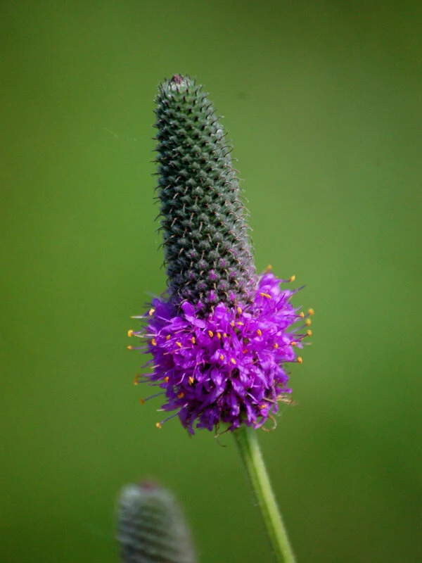 Prairie Dropseed (Sporobolus heterolepis) 3-pack of pots — Blazing Star ...