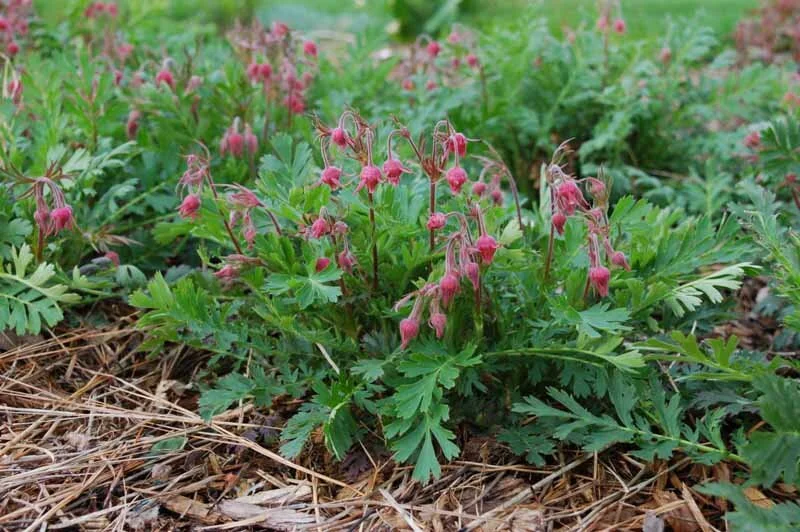 Prairie Smoke (Geum triflorum) 3-pack of pots — Blazing Star Gardens