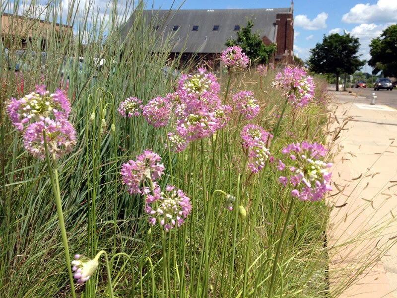 Blazing Star Gardens