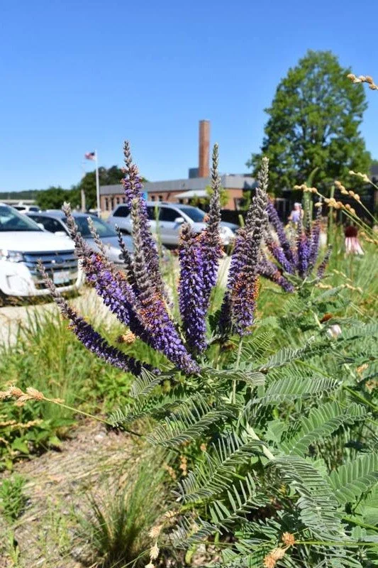 Blazing Star Gardens