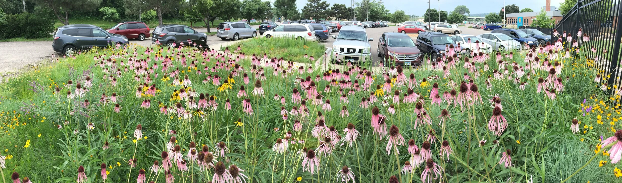How to make a pollinator garden — Blazing Star Gardens