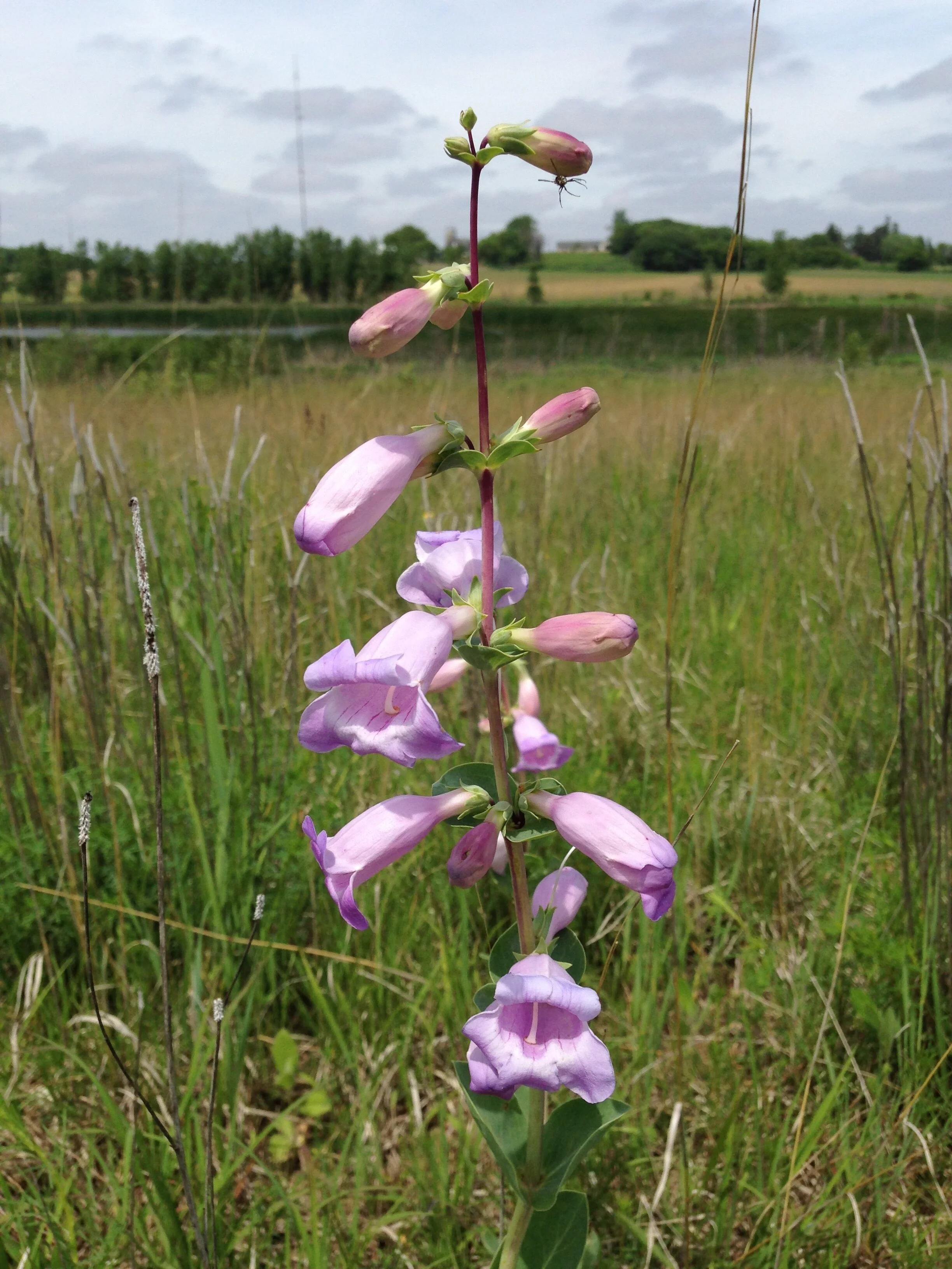 Large Flowered Beardtongue (Penstemon grandiflorus) 3-pack of pots ...