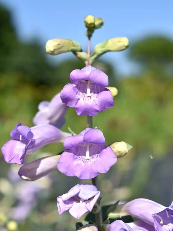 Seeds & Bulbs Home & Hobby 50 Seeds Penstemon grandiflorusLARGE ...