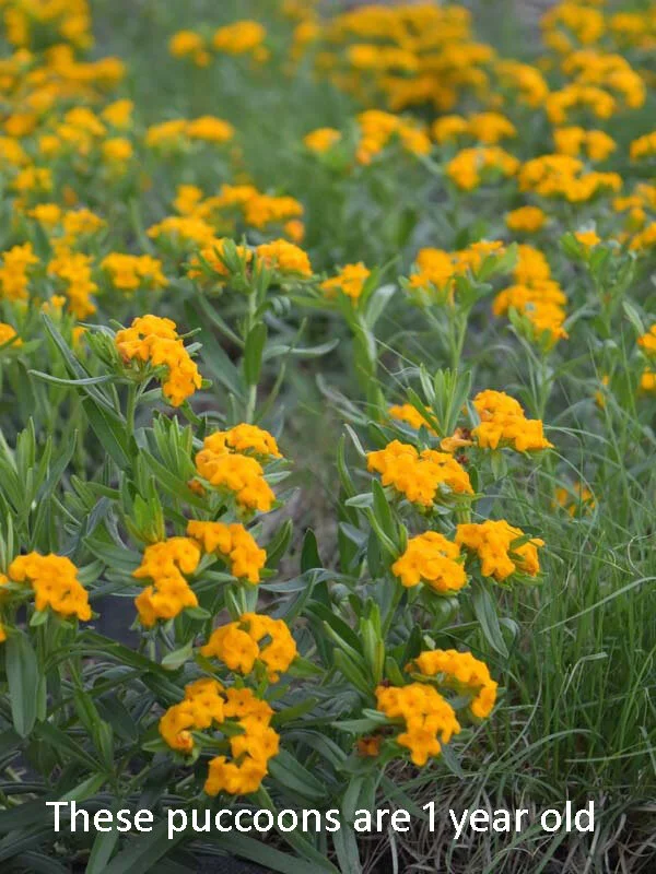 Hoary Puccoon (Lithospermum canescens) 3-pack of pots — Blazing Star ...