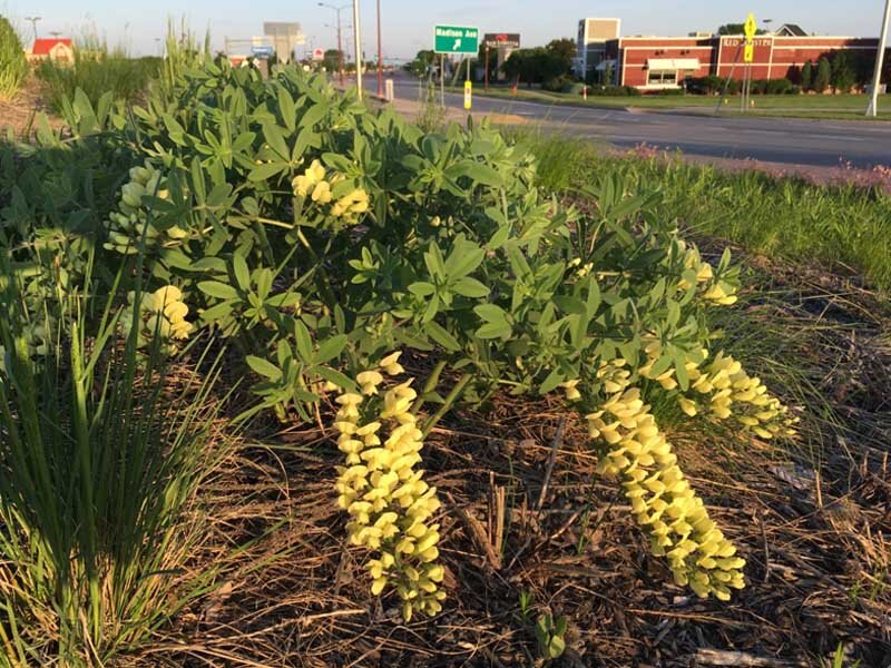 Cream Wild Indigo (Baptisia bracteata) 3-pack of pots — Blazing Star ...