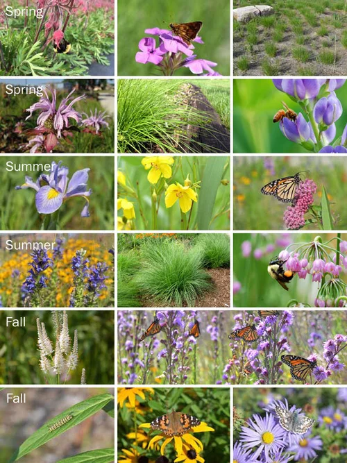 Free Pollinator Garden Designs | Create Pollinator Habitats Today ...