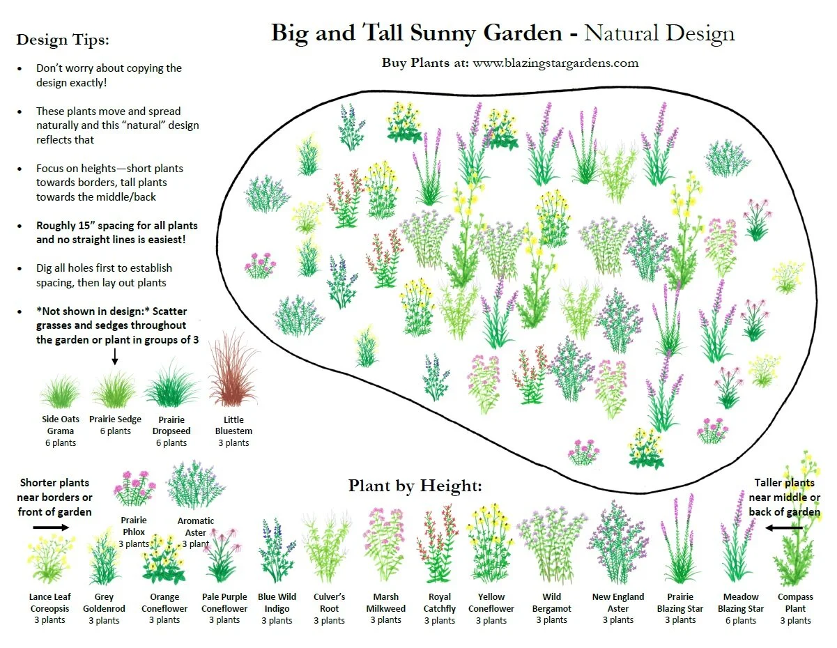 Free Big and Tall Sunny Pollinator Garden Design | Discover and Attract ...