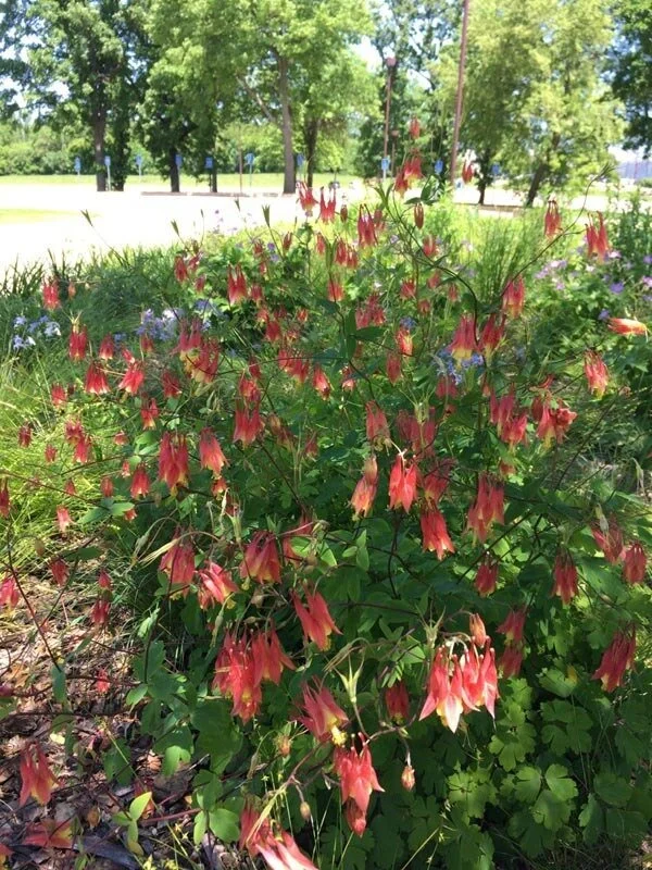 Columbine (Aquilegia canadensis) 12-pack of plugs — Blazing Star Gardens