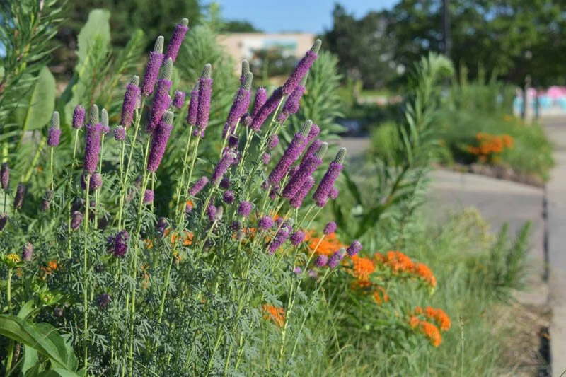 Prairie Dropseed (Sporobolus heterolepis) 3-pack of pots — Blazing Star ...