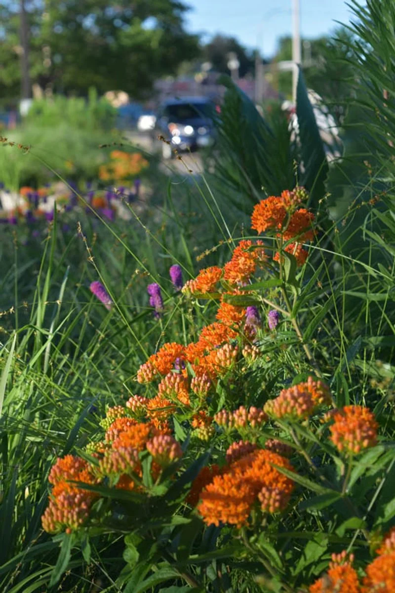 Tall and Shady Pollinator Garden Kit - 72 plants — Blazing Star Gardens