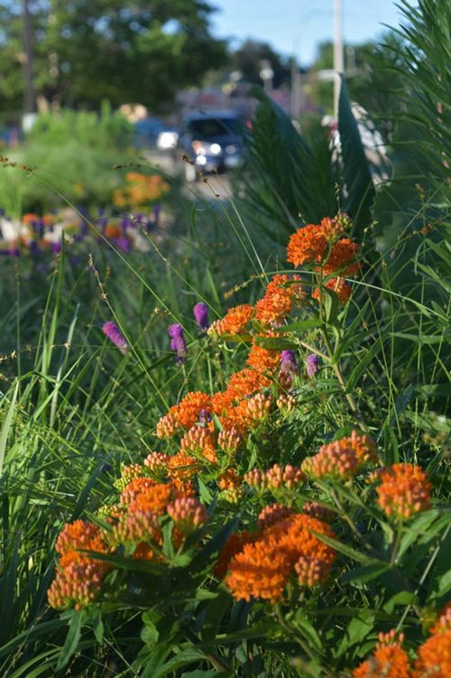 Rain Garden Kit - Sun - 72 plants — Blazing Star Gardens