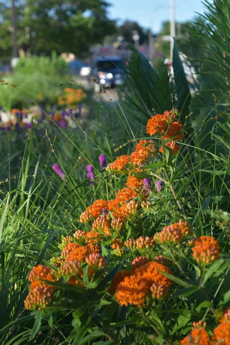 Rain Garden Kit - Sun - 72 plants — Blazing Star Gardens