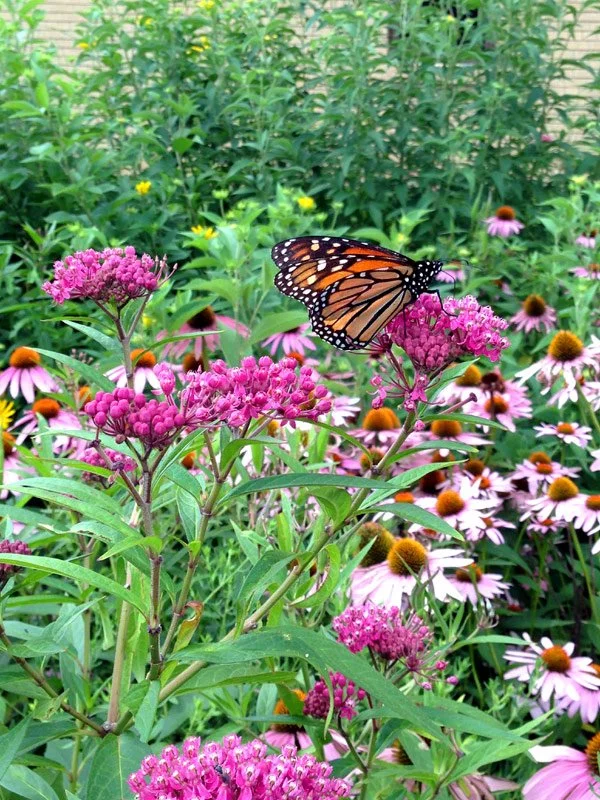 Tall and Sunny Pollinator Garden Kit - 72 plants — Blazing Star Gardens