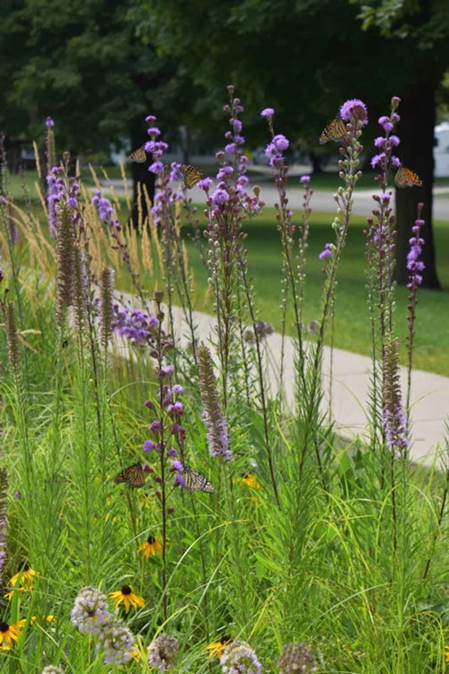 Rain Garden Kit - Sun - 72 plants — Blazing Star Gardens