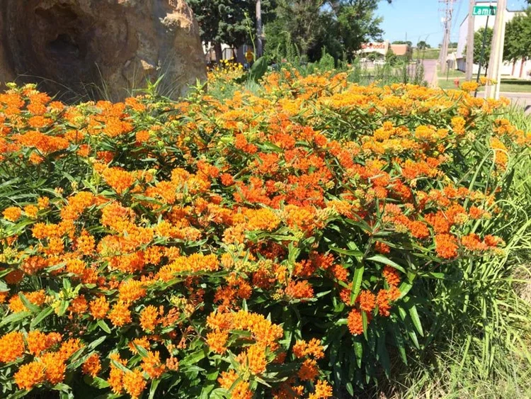 Tall and Sunny Pollinator Garden Kit - 72 plants — Blazing Star Gardens
