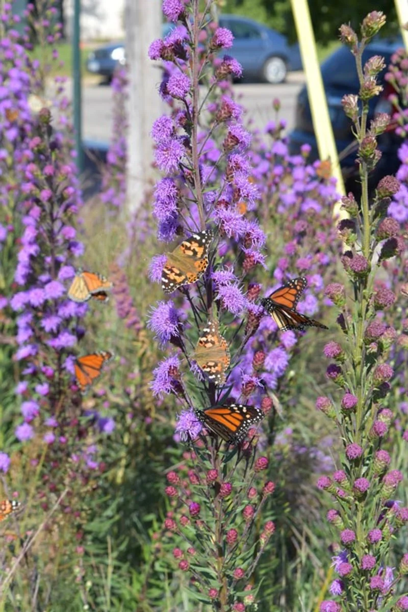 Tall and Sunny Pollinator Garden Kit - 72 plants — Blazing Star Gardens
