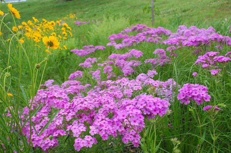 Tall and Sunny Pollinator Garden Kit - 72 plants — Blazing Star Gardens