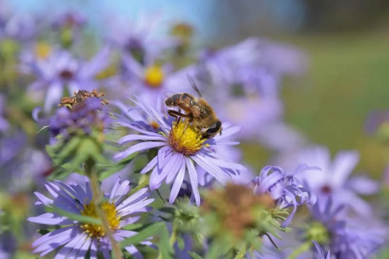 Tall and Sunny Pollinator Garden Kit - 72 plants — Blazing Star Gardens