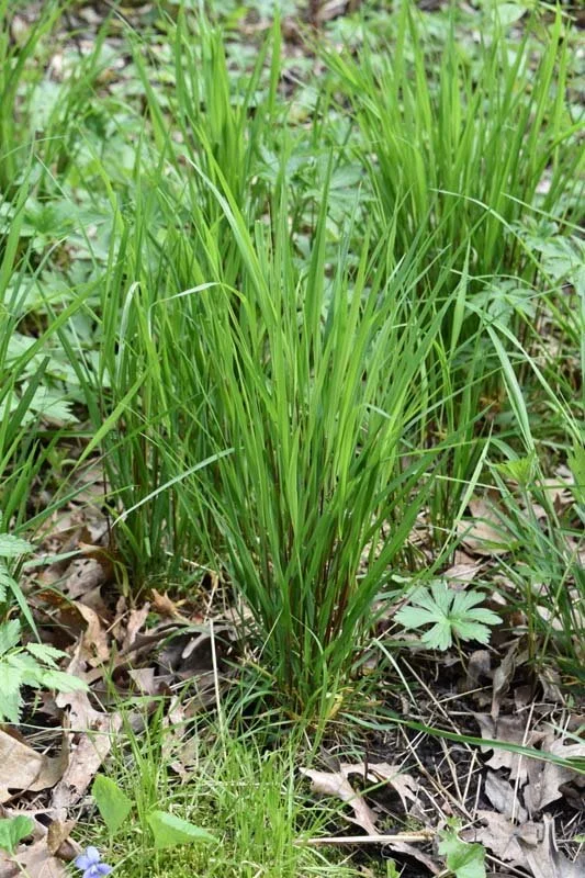 Bottlebrush Grass (Elymus hystrix) 12-pack of plugs — Blazing Star Gardens