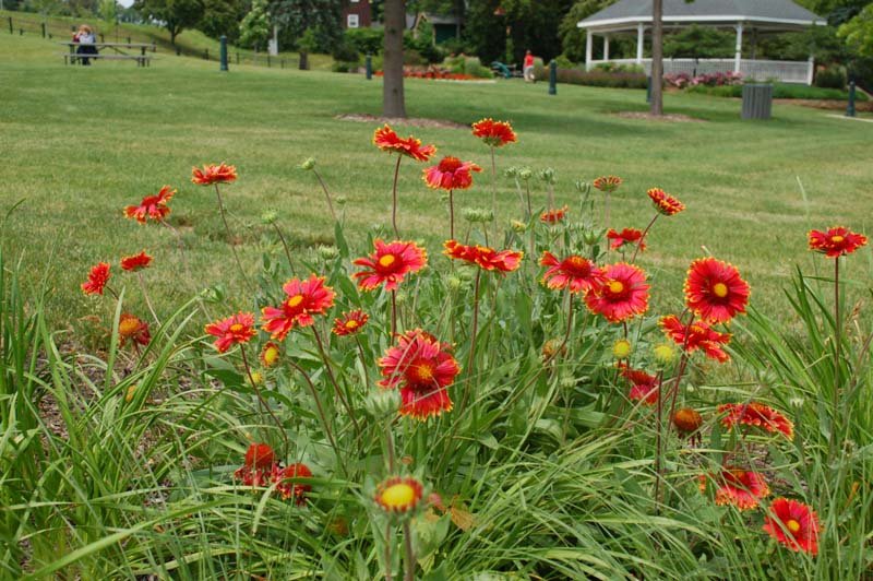 Tall and Sunny Pollinator Garden Kit - 72 plants — Blazing Star Gardens