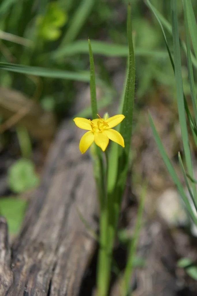 Zig Zag Goldenrod (Solidago flexicaulis) 12-pack of plugs — Blazing ...