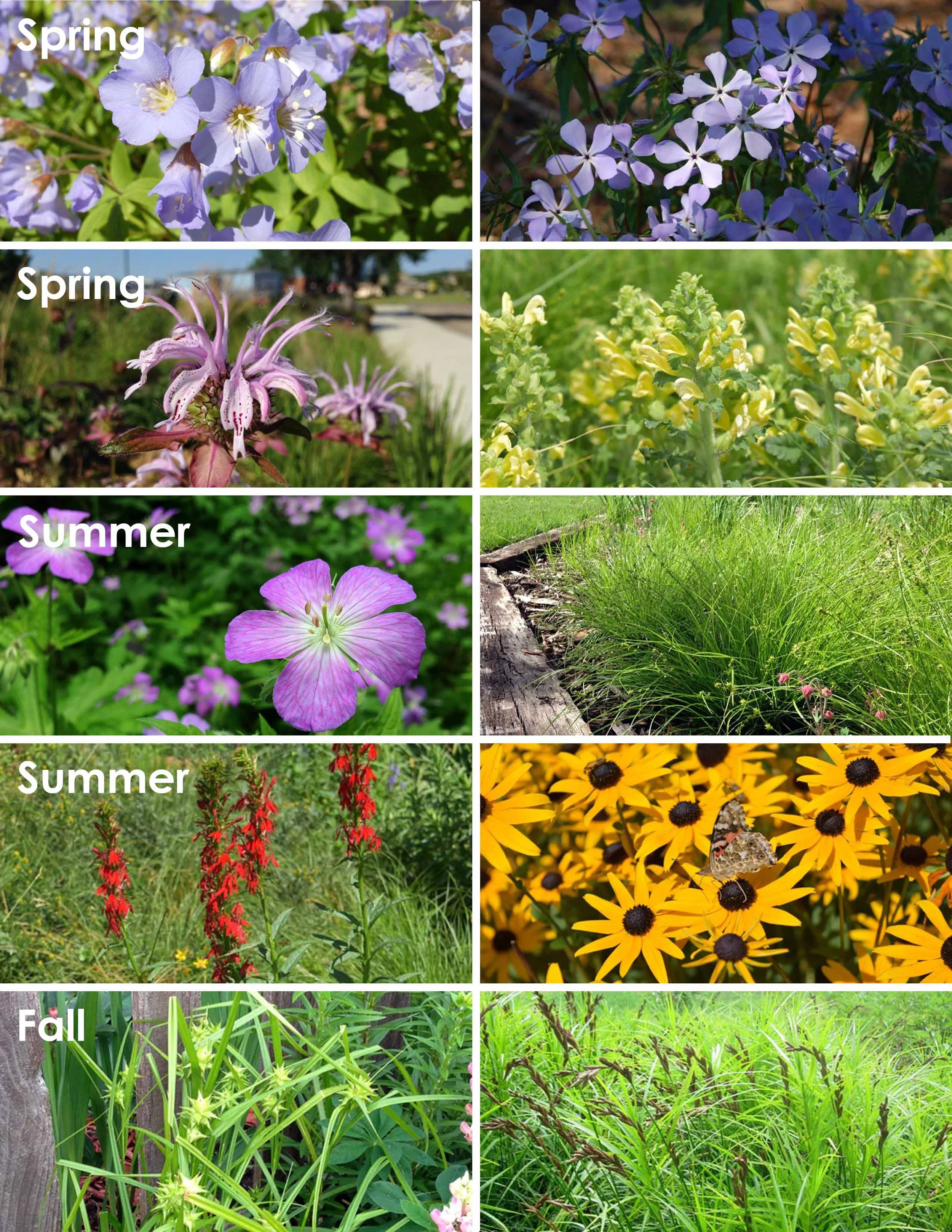 Blazing Star Gardens
