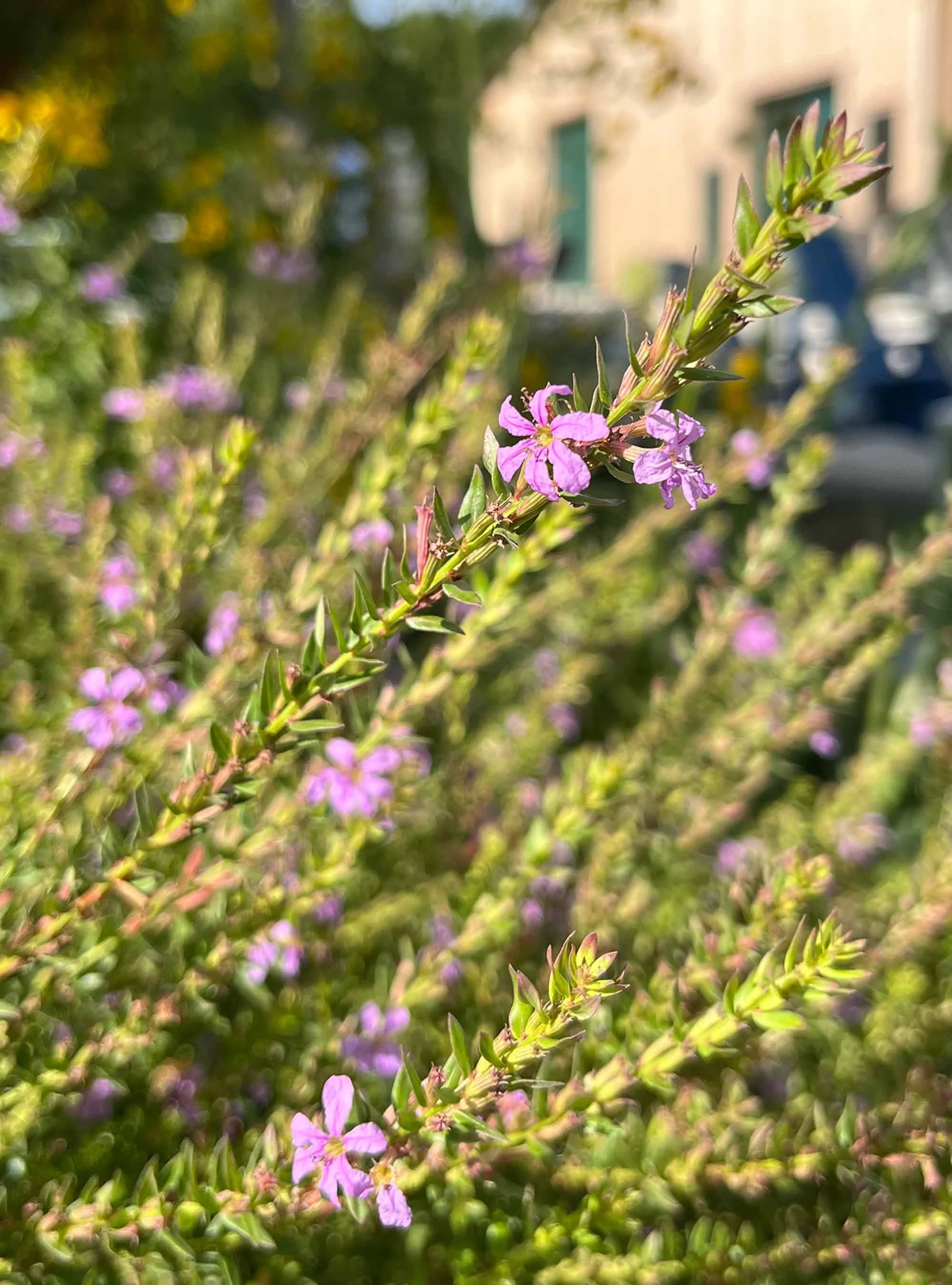 Winged Loosestrife (Lythrum alatum) 3-pack of pots — Blazing Star Gardens