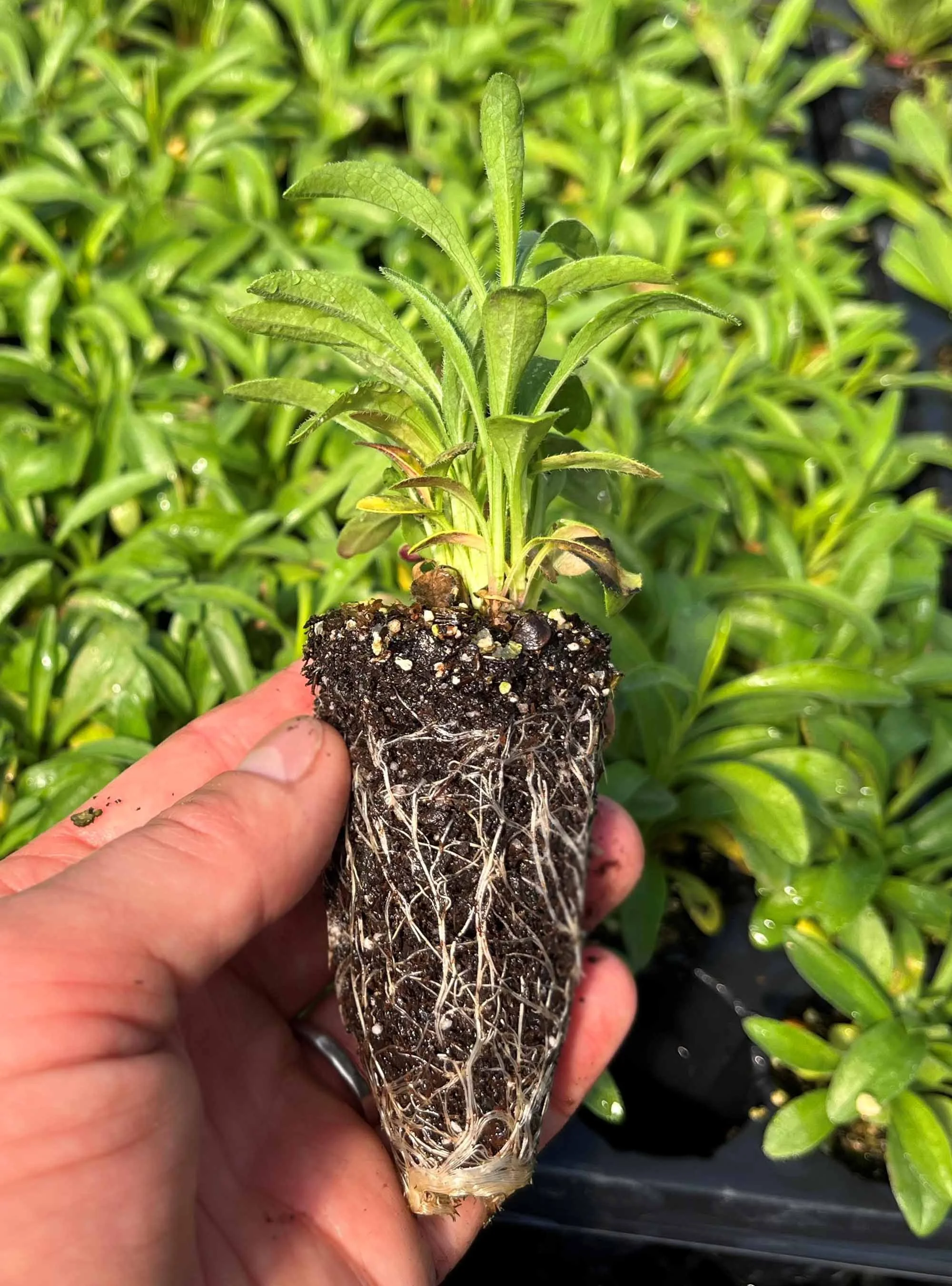 Prairie Dropseed (Sporobolus heterolepis) 12-pack of plugs — Blazing ...