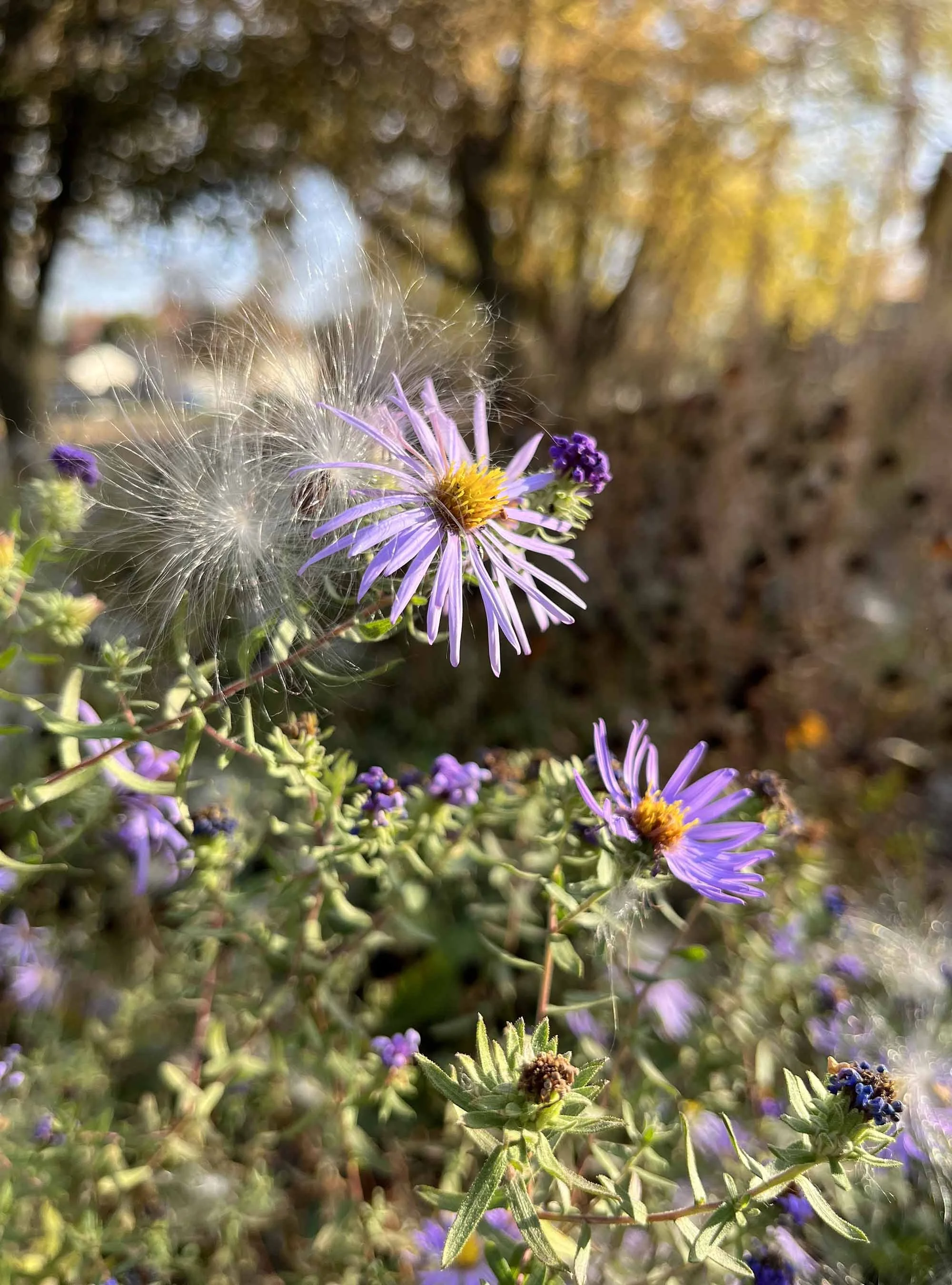 Aromatic Aster (Aster oblongifolius) 12-pack of plugs — Blazing Star ...