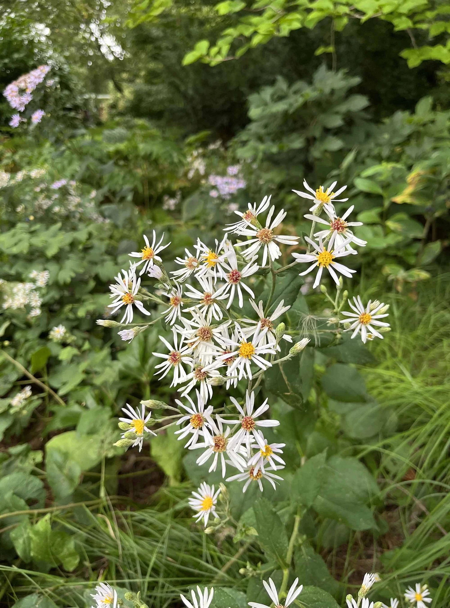 Aster Macrophyllus