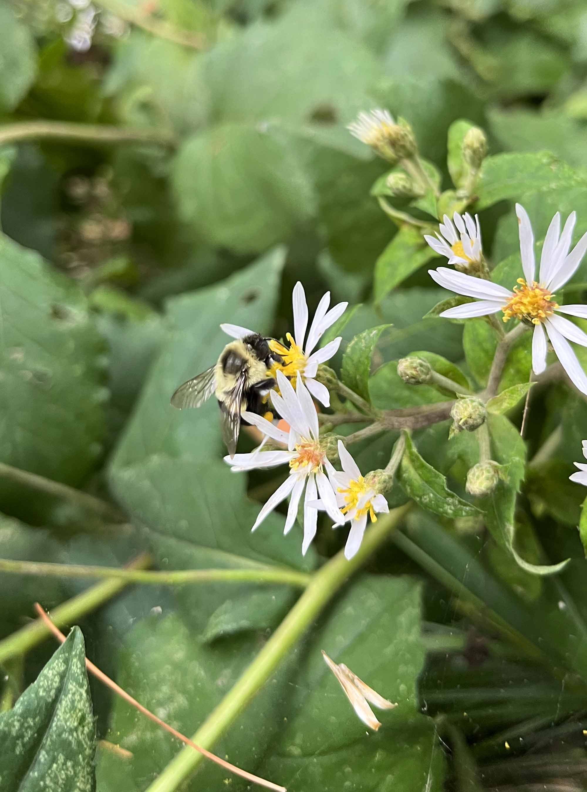 Big Leaf Aster (Aster macrophyllus) 12-pack of plugs — Blazing Star Gardens