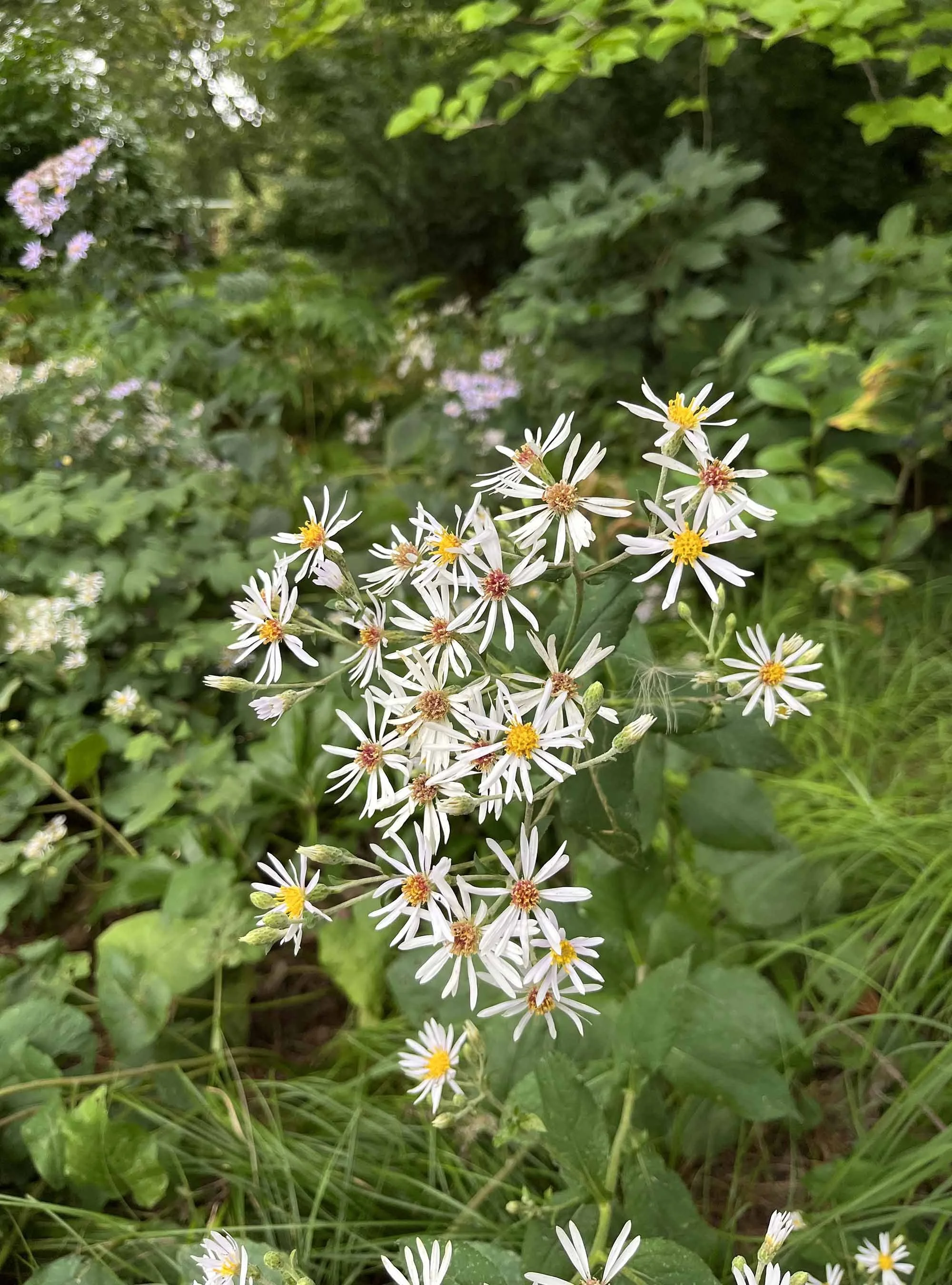 Big Leaf Aster (Aster macrophyllus) 3-pack of pots — Blazing Star Gardens
