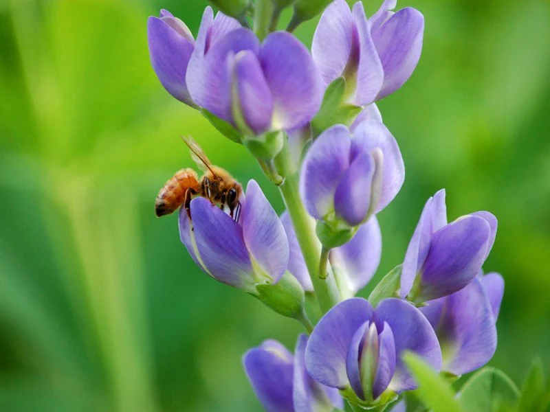 Blue Wild Indigo (Baptisia australis) 3-pack of pots — Blazing Star Gardens