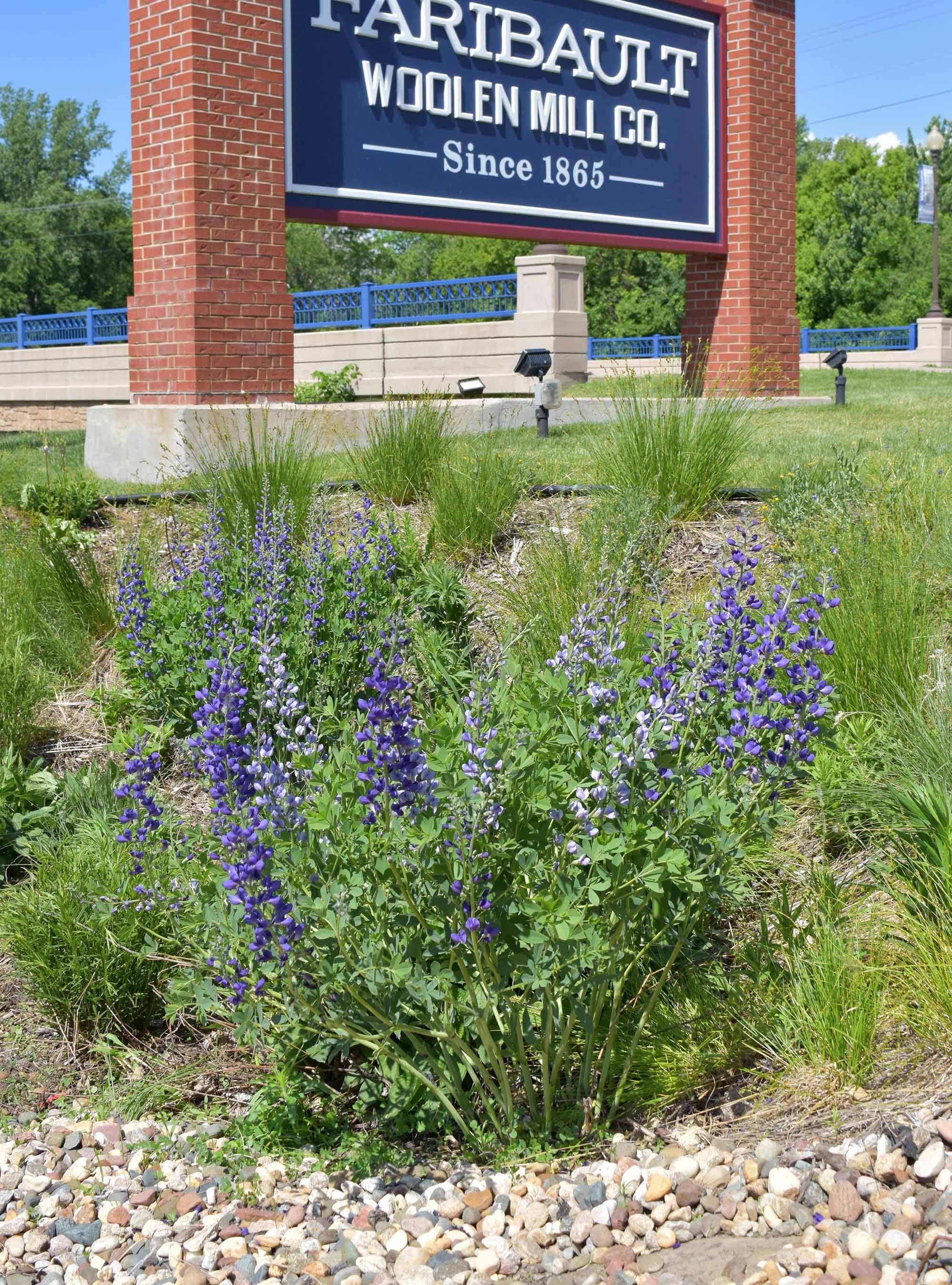 Blue Wild Indigo (Baptisia australis) 3-pack of pots — Blazing Star Gardens