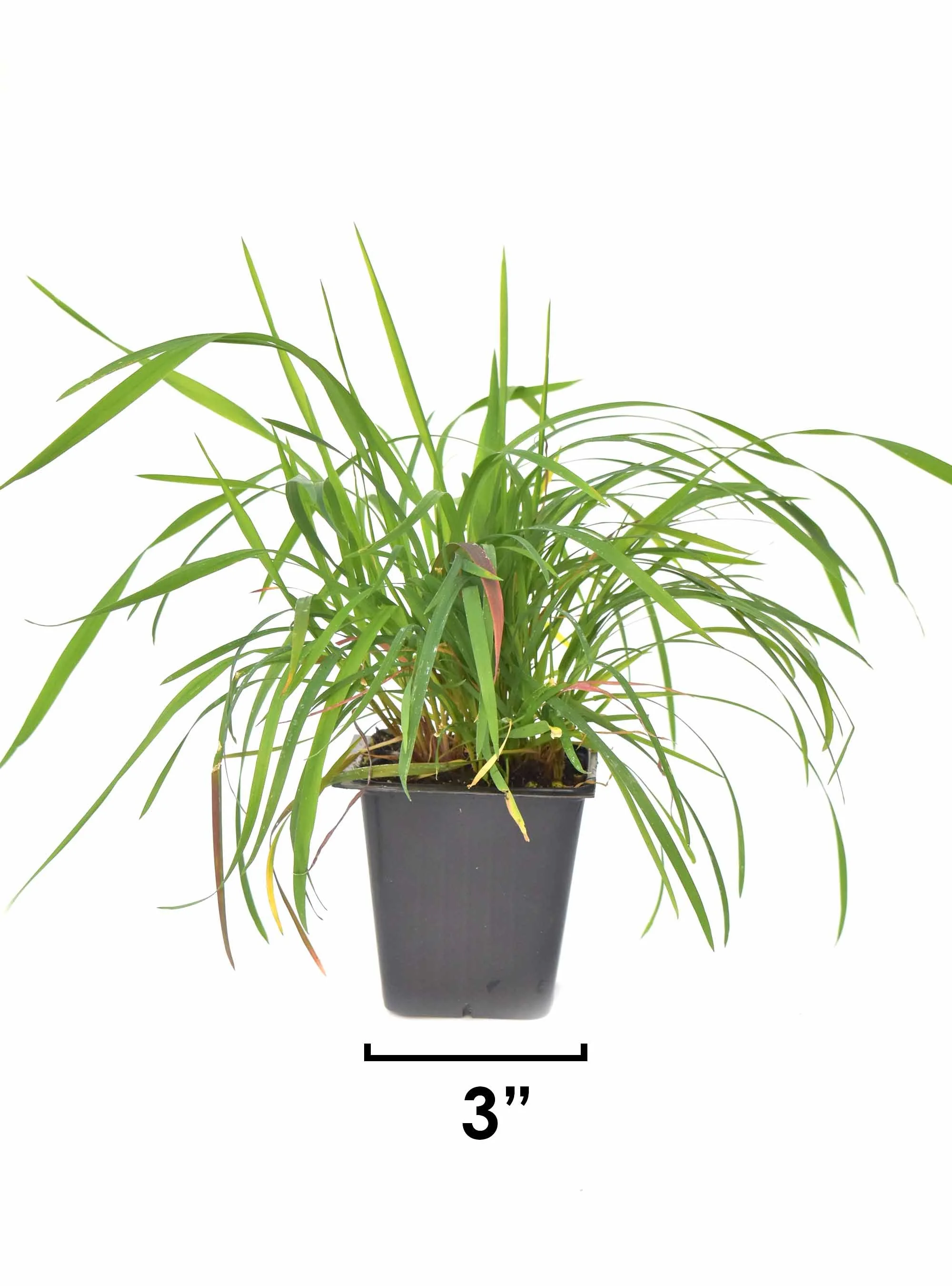 Bottlebrush Grass (Elymus hystrix) 3-pack of pots — Blazing Star Gardens