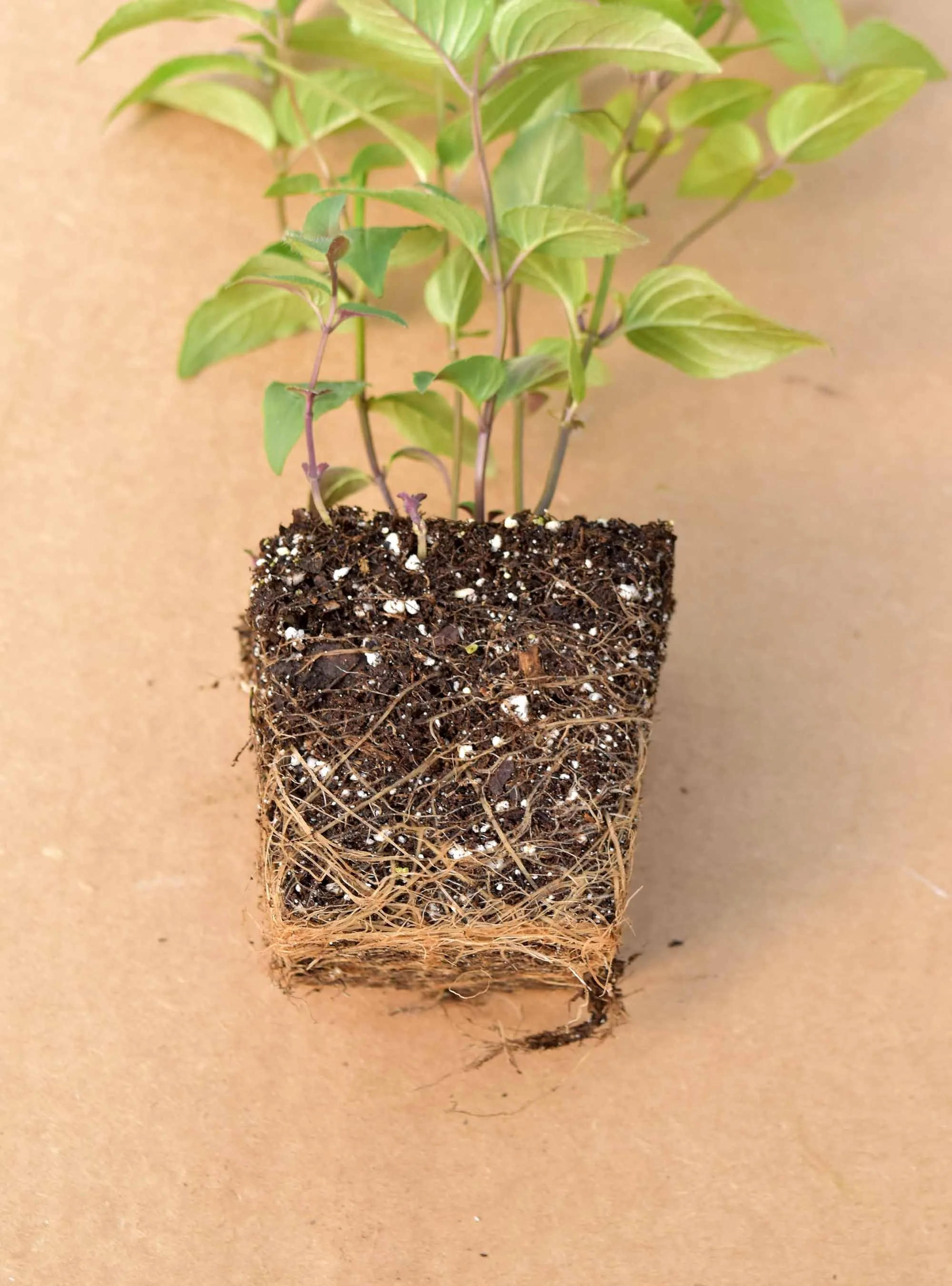 Bradbury's Monarda (Monarda bradburiana) 3-pack of pots — Blazing Star ...