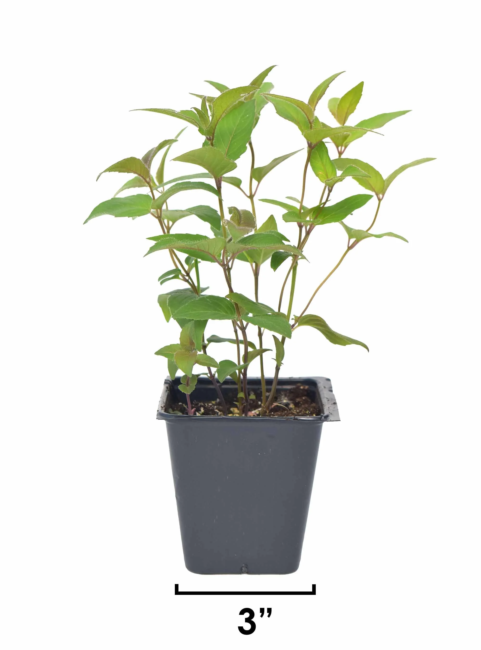 Bradbury's Monarda (Monarda bradburiana) 3-pack of pots — Blazing Star ...