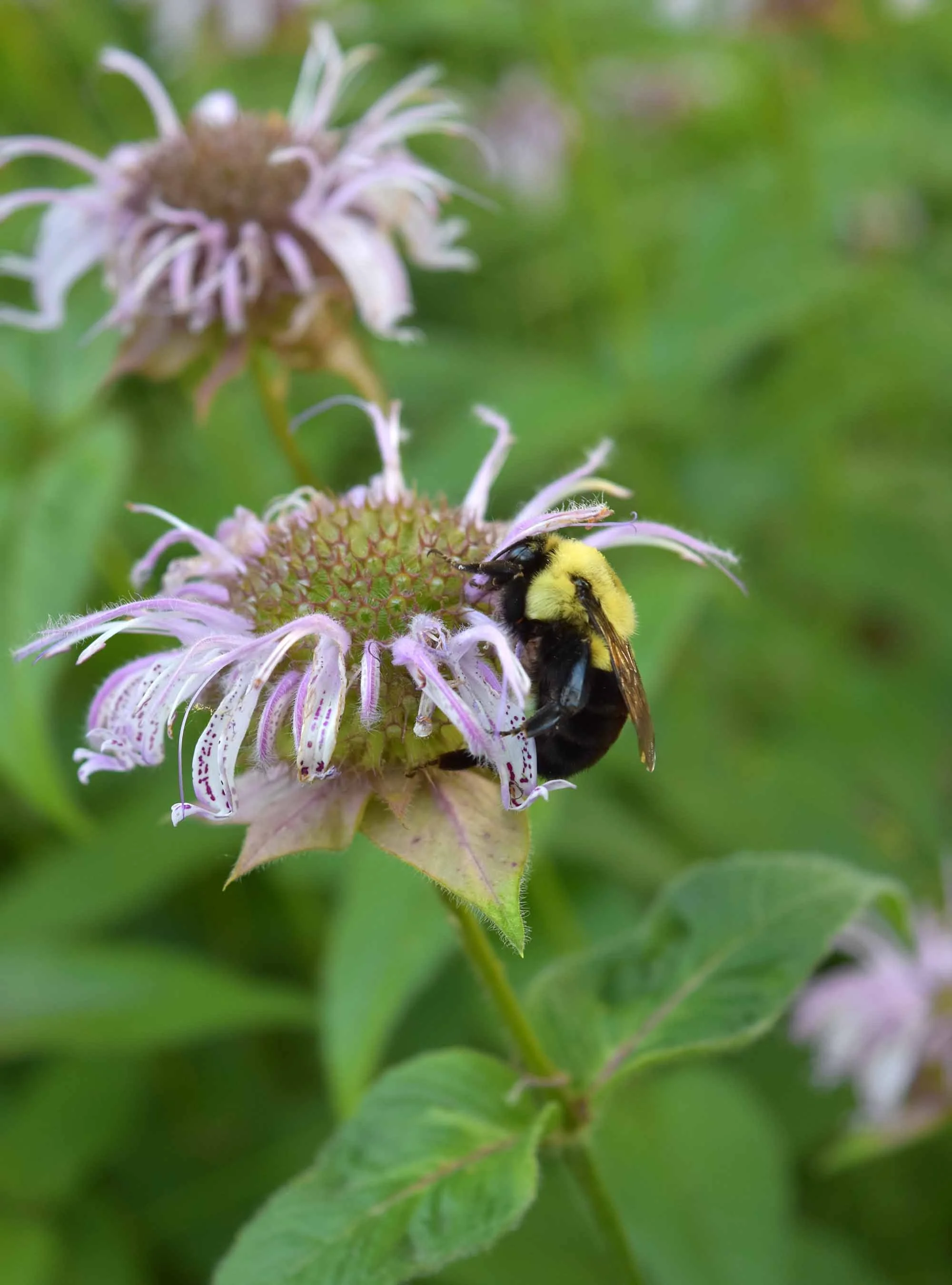 Bradbury's Monarda (Monarda bradburiana) 3-pack of pots — Blazing Star ...
