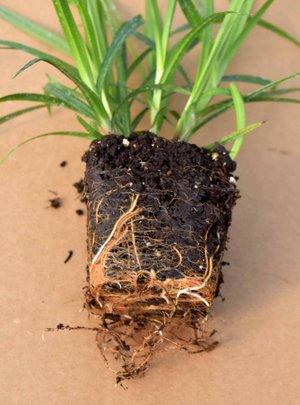 Pennsylvania Sedge (Carex pensylvanica) 3-pack of pots — Blazing Star ...