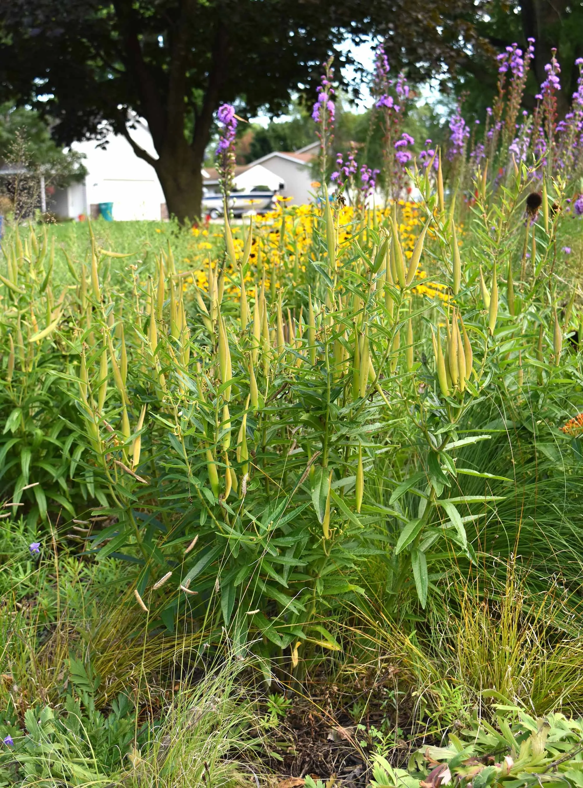 Butterfly Milkweed (Asclepias tuberosa) 12-pack of plugs — Blazing Star ...
