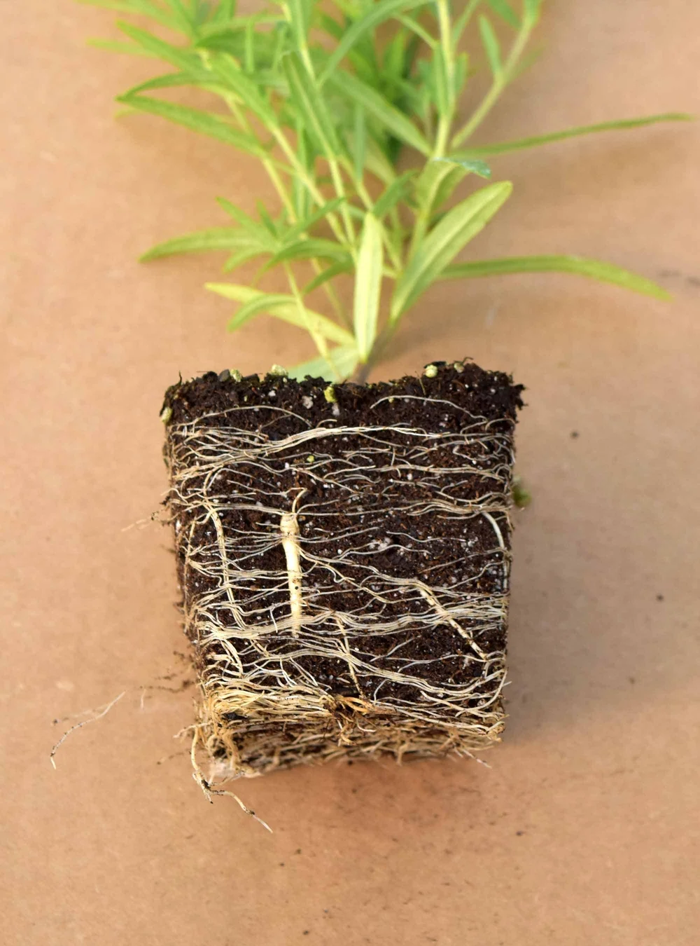 Prairie Onion (Allium stellatum) 12-pack of plugs — Blazing Star Gardens