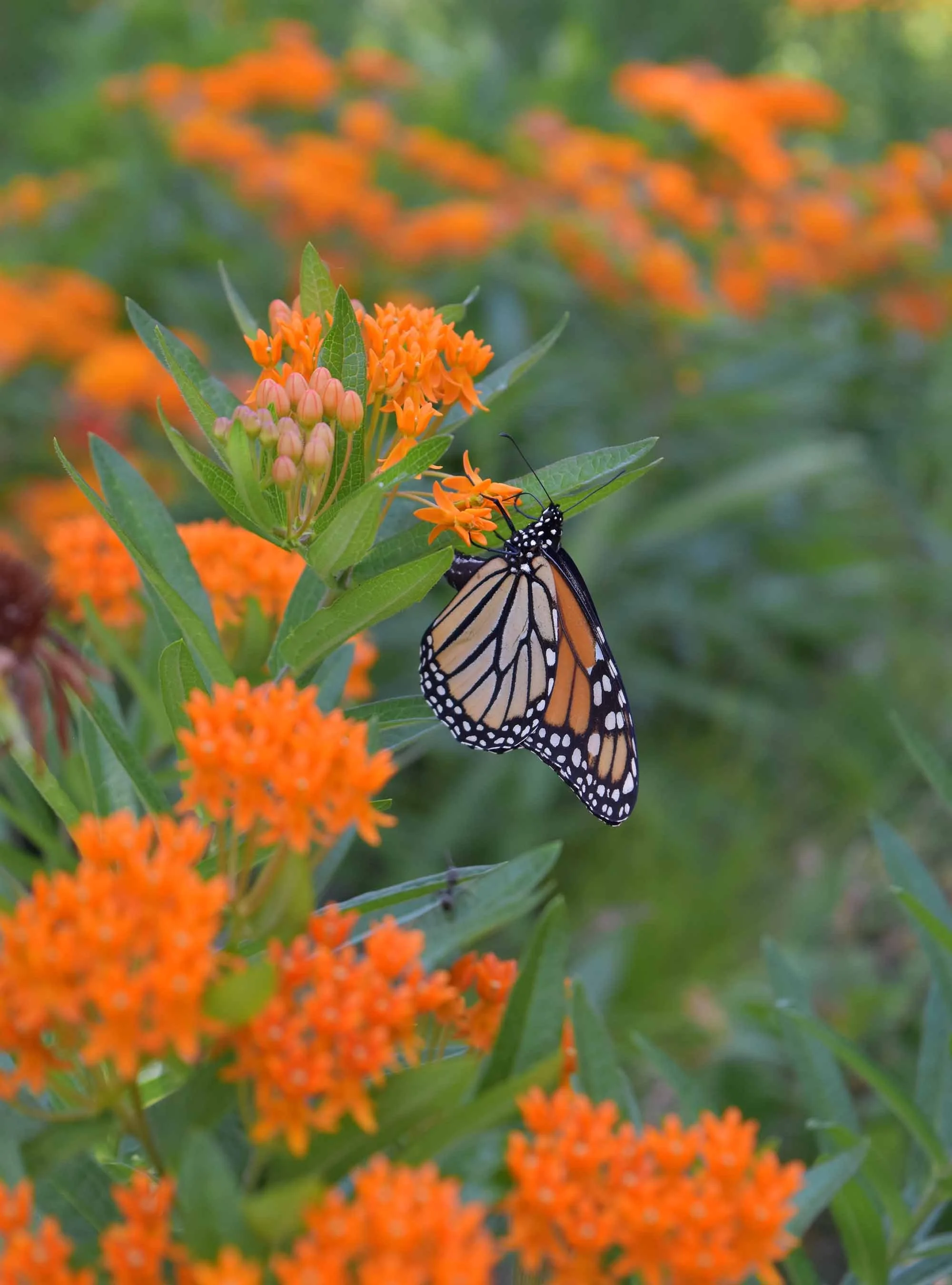 Butterfly Milkweed (Asclepias tuberosa) 3-pack of pots — Blazing Star ...
