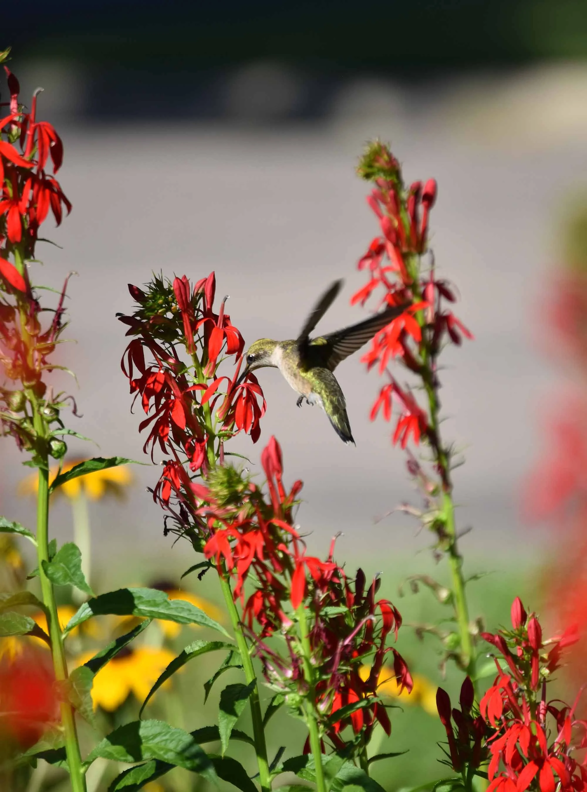 Cardinal Flower (Lobelia cardinalis) 12-pack of plugs — Blazing Star ...