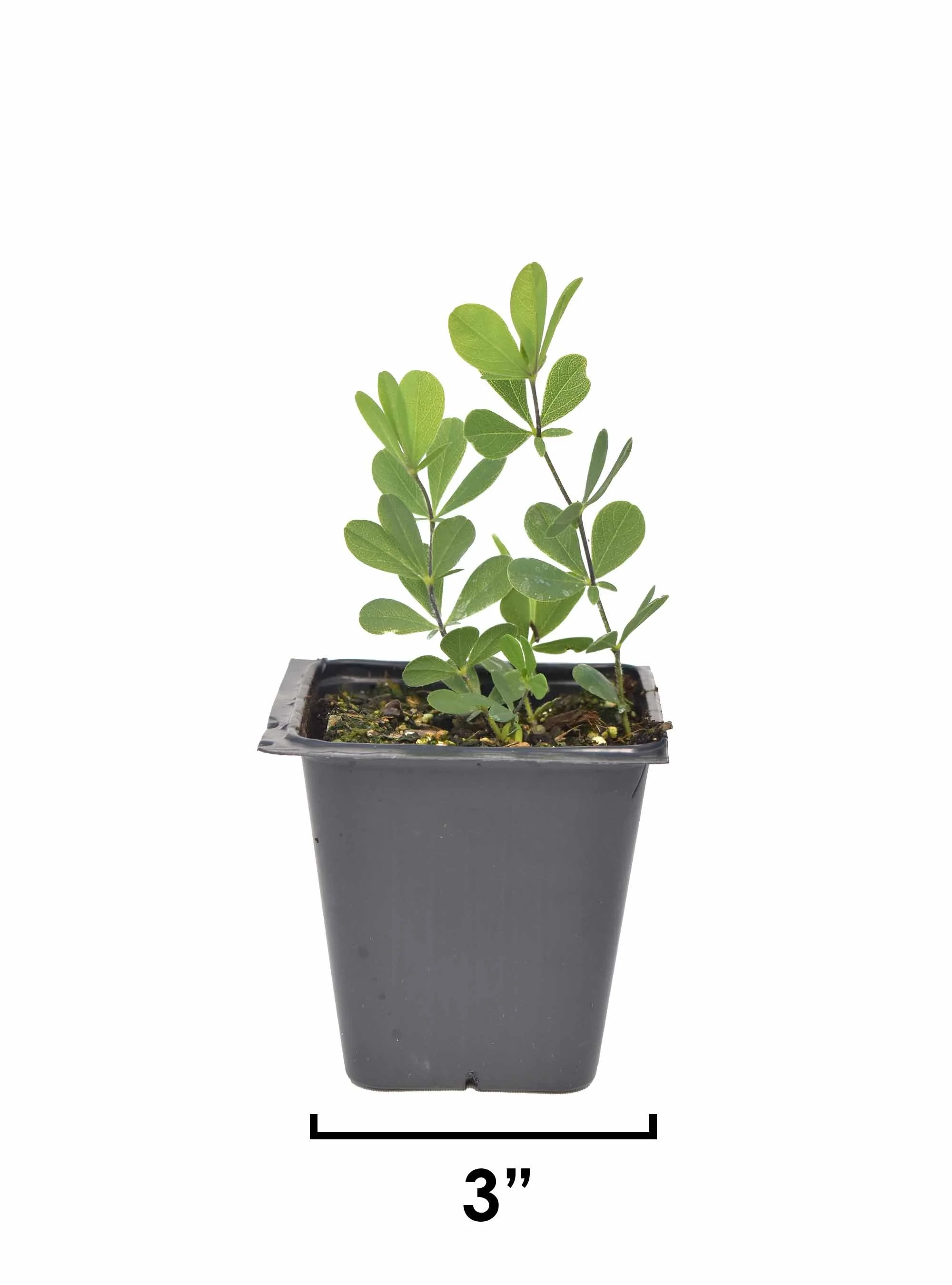 Cream Wild Indigo (Baptisia bracteata) 3-pack of pots — Blazing Star ...